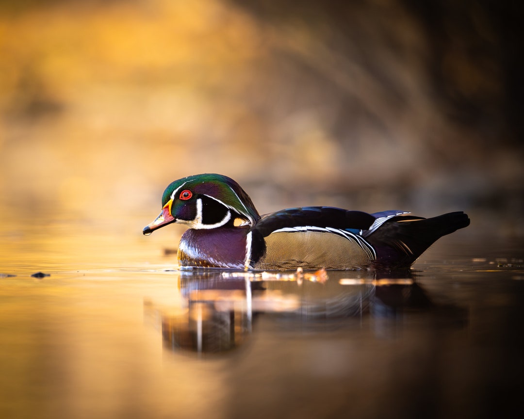 Beautiful Wood Duck Drake - Wall Art, Wildlife Photography, Colorado ...
