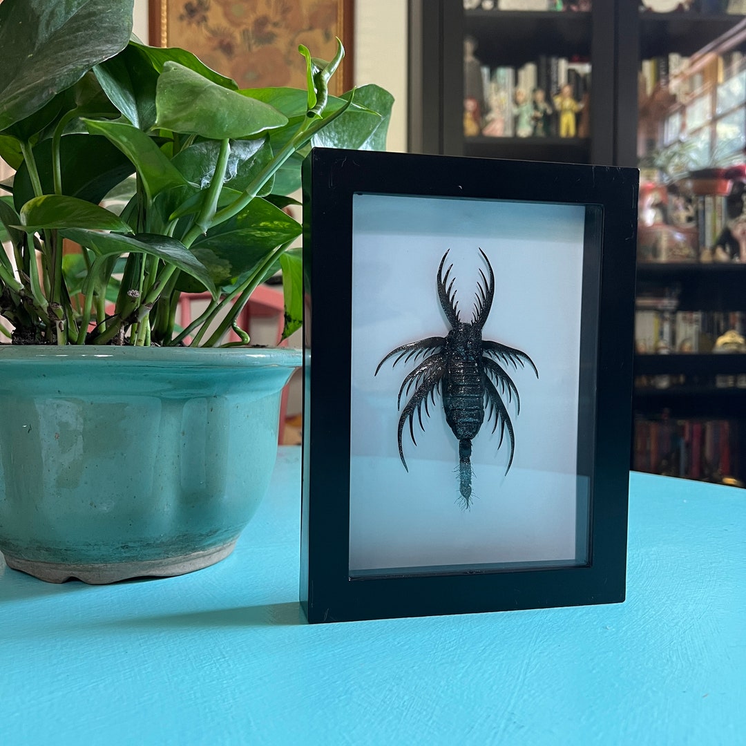 Rare Aquatic Arachnid Taxidermy Frame Display Shadow Box - Etsy