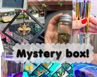 Large Oddities Mystery Box - Etsy