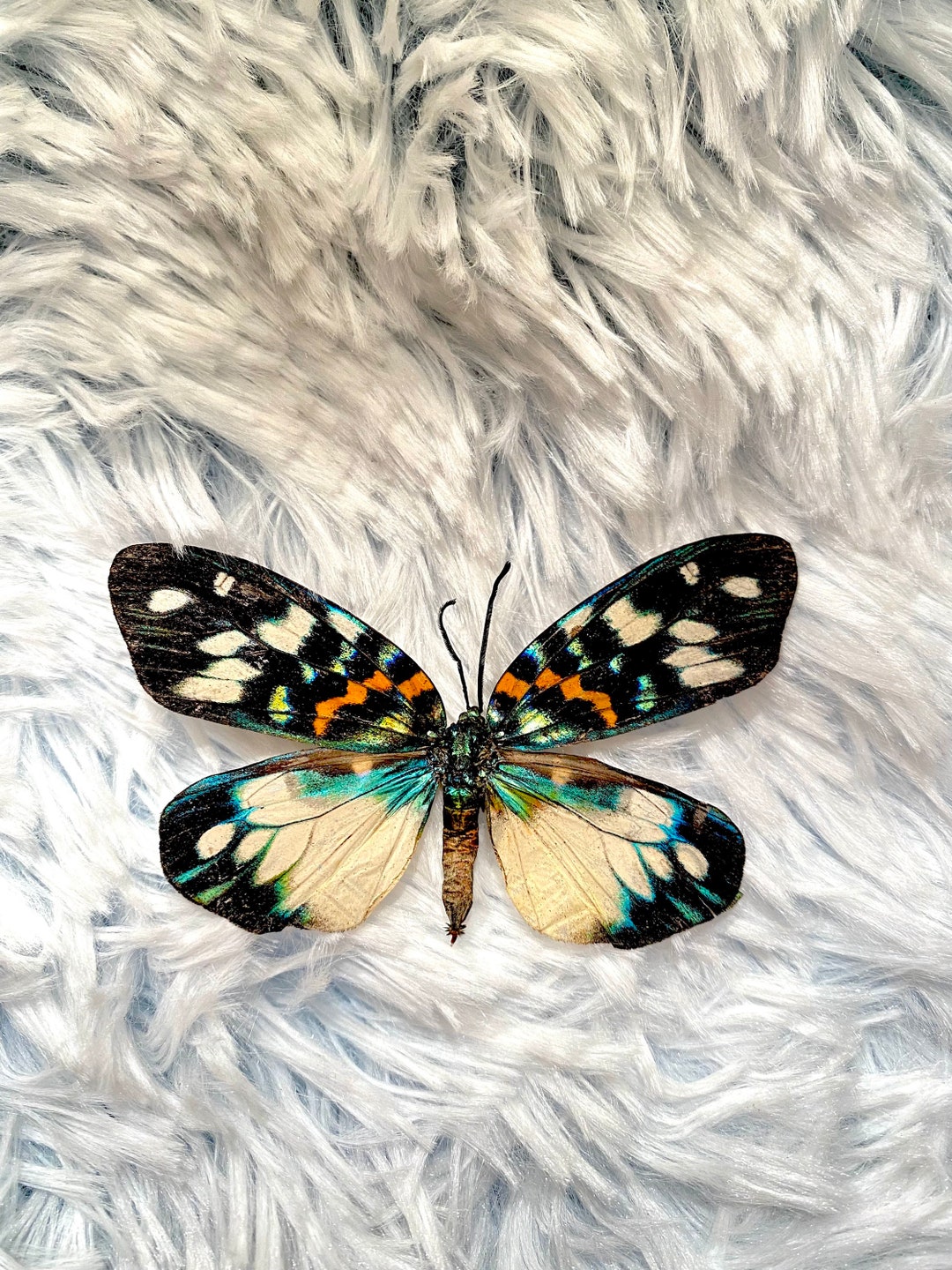 Erasmia Pulchella Moth Butterfly Wing Spread - Etsy