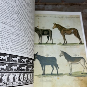 The Illustrated Horse Art Book 1979 - Etsy