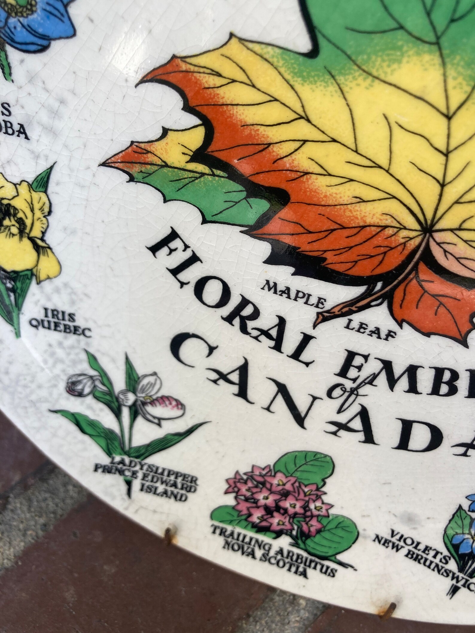 Floral Emblems of Canada Plate - Etsy