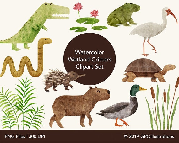 Animals That Live In The Wetlands