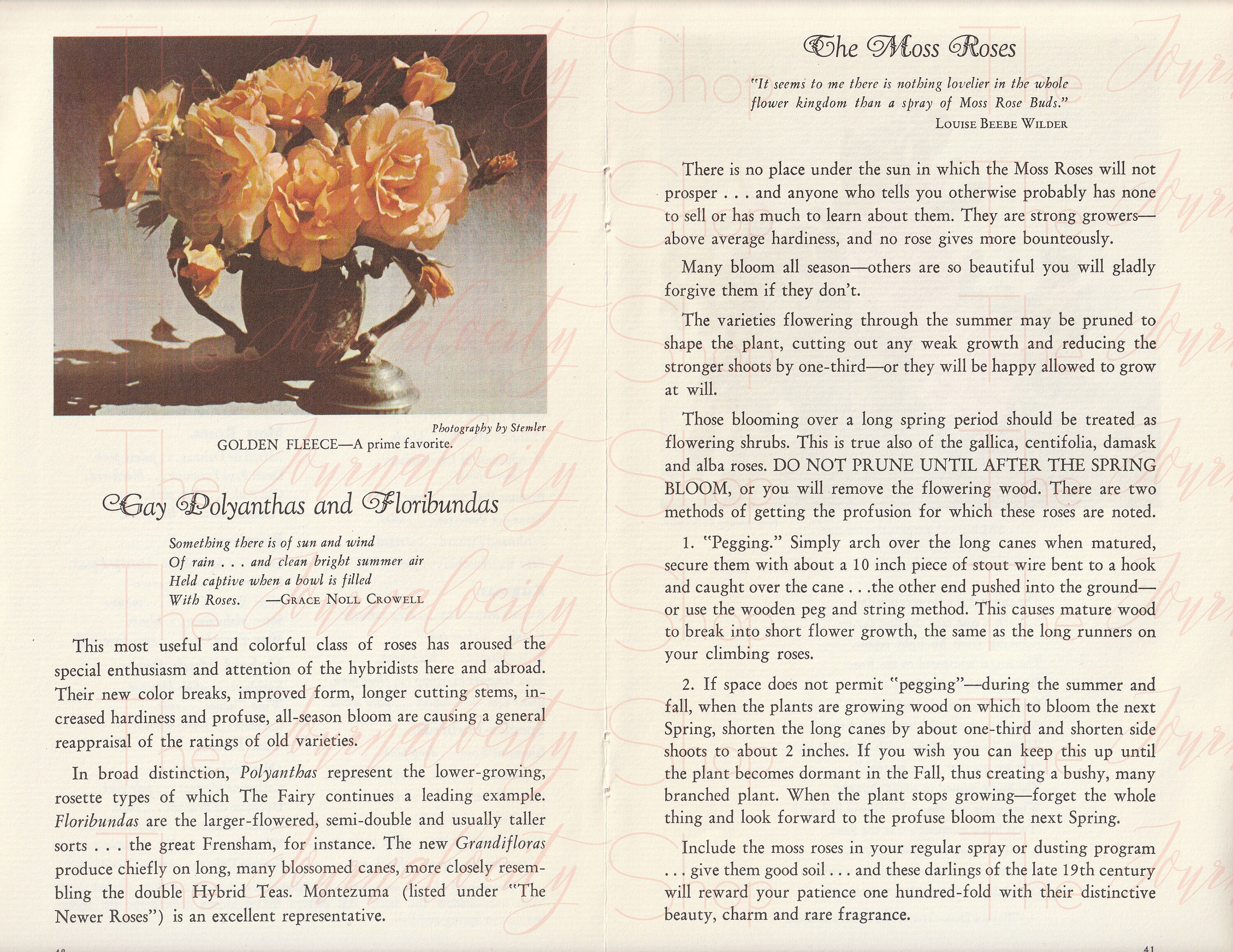 Vintage Rose Catalog Images; INSTANT Digital Download - Etsy