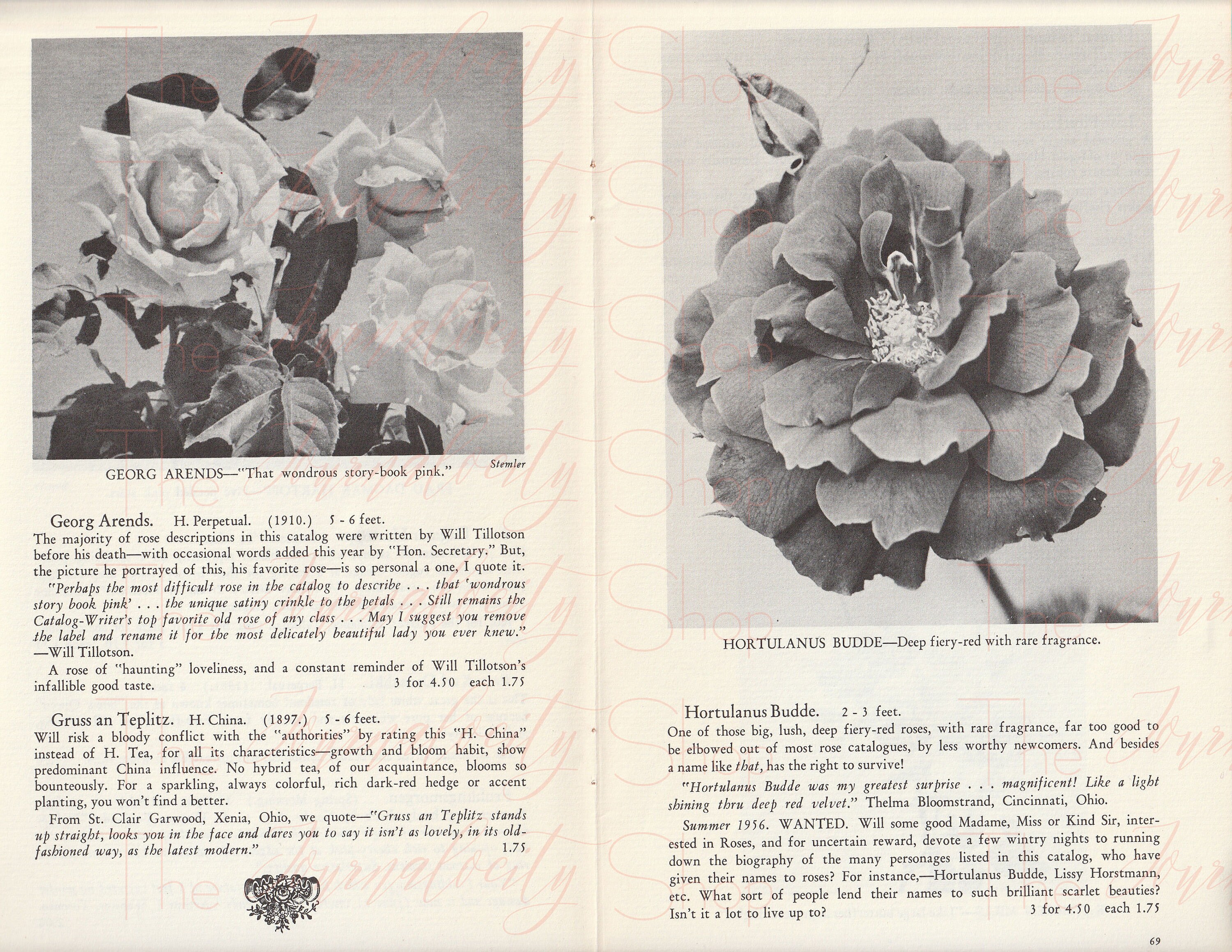 Vintage Rose Catalog Images INSTANT Digital Download | Etsy