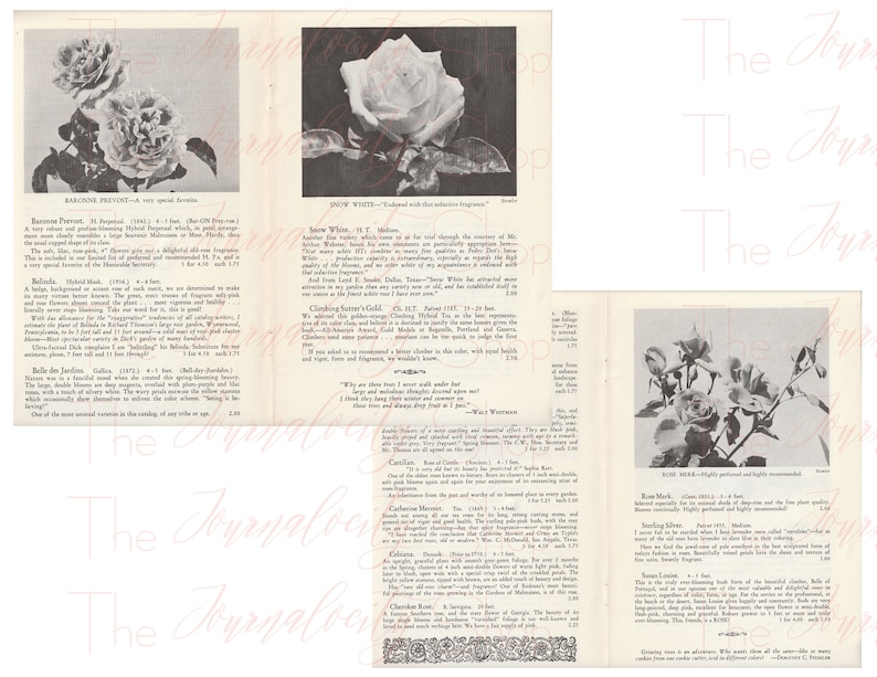 Vintage Rose Catalog Images INSTANT Digital Download | Etsy Australia