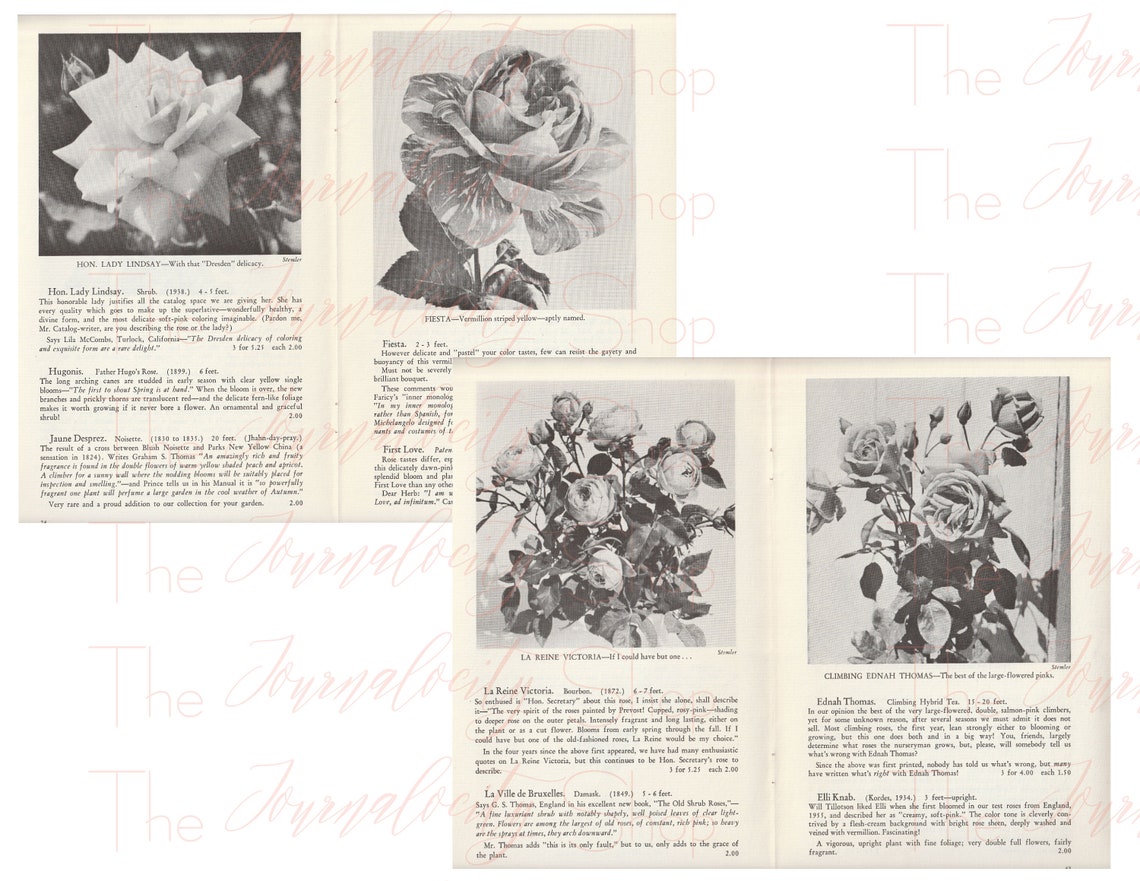 Vintage Rose Catalog Images; INSTANT Digital Download - Etsy