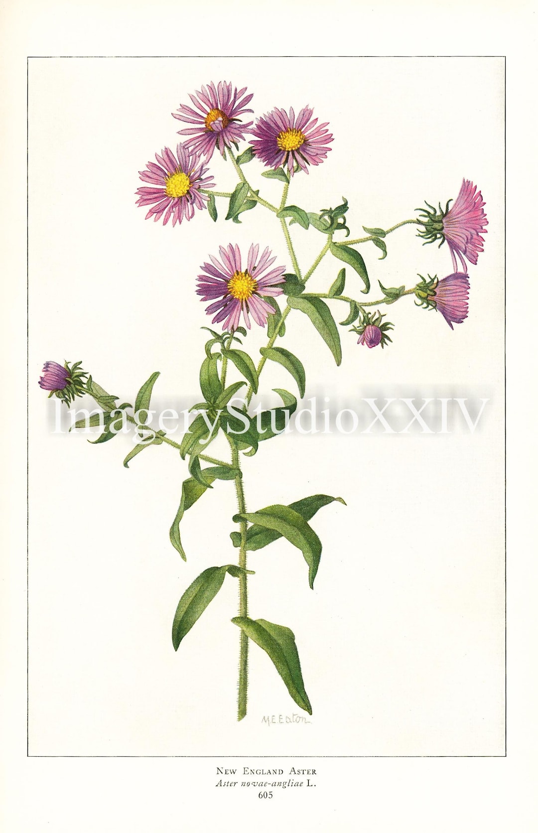 Pink Yellow Vintage Botanical Flower New England Aster Aster Novae ...