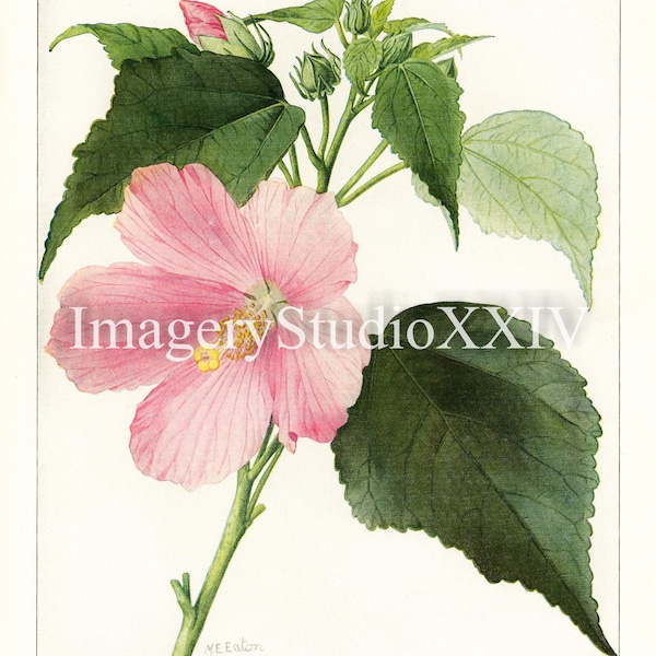 Vintage Emily Rose - Etsy