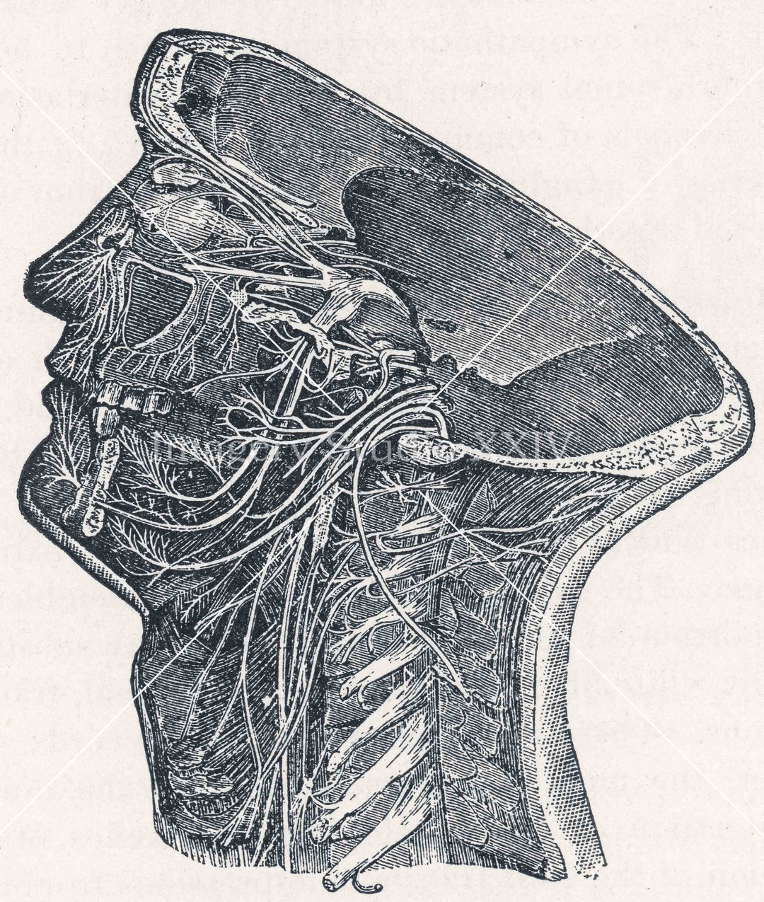 Human Open Head Drawing Medical Journal Black and White Antique Vintage ...