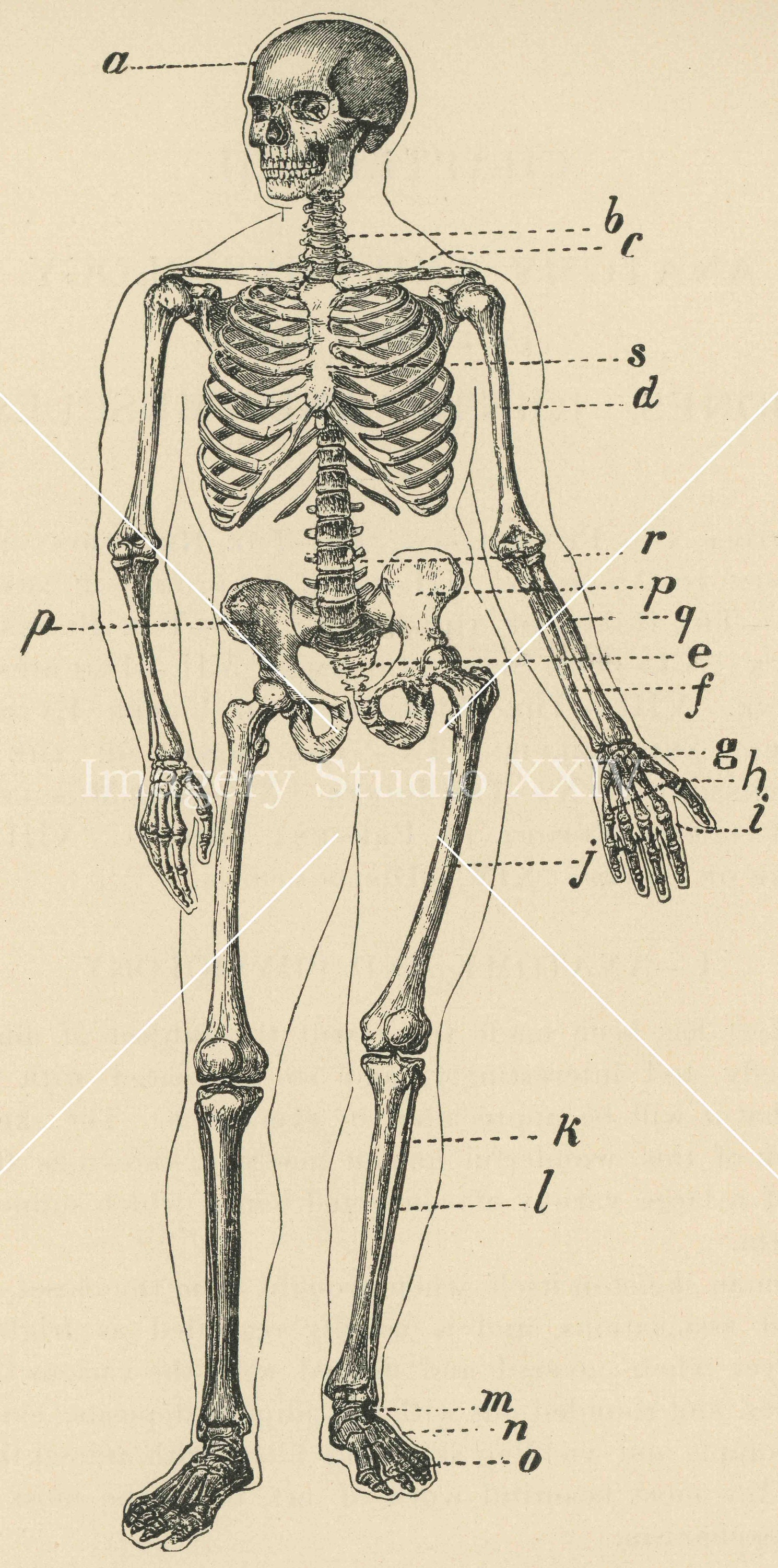 Human Skeleton Drawing Medical Journal Black and White Antique Vintage ...