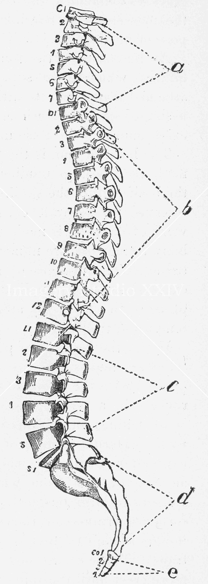 Human Spine Drawing Medical Journal Black and White Antique Vintage ...
