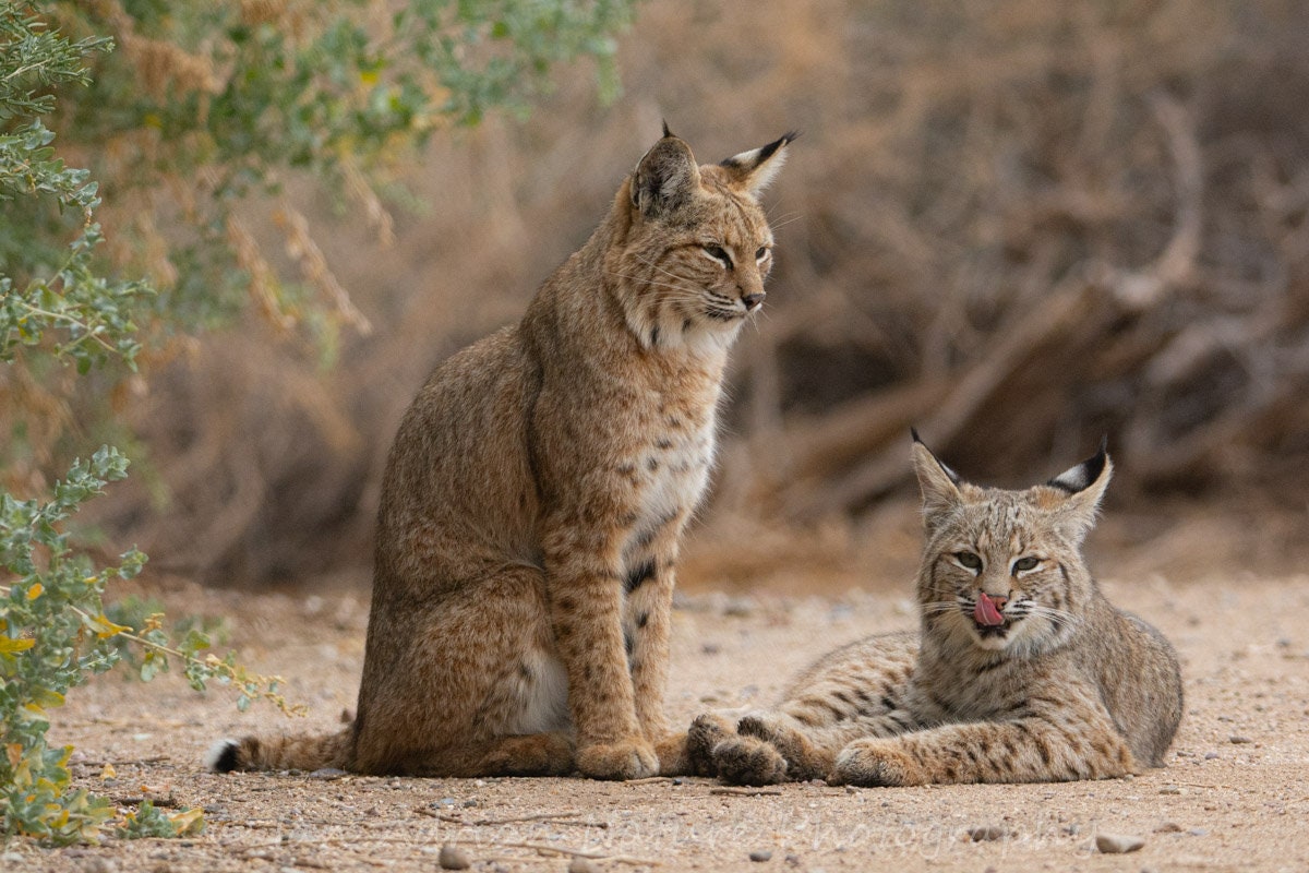 Arizona Bobcat