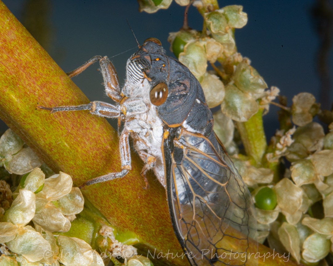Cigarra Negro Blanco Verde Insecto Insecto Foto DESCARGA - Etsy España