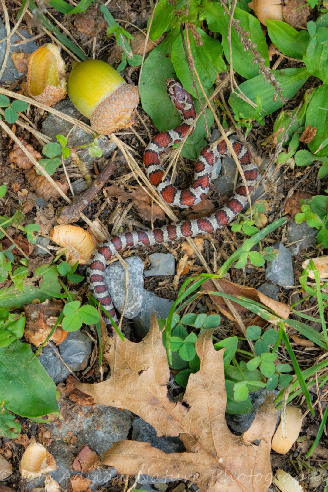 Eastern Milksnake Milk Snake Reptiles Digital File Art Photo ...