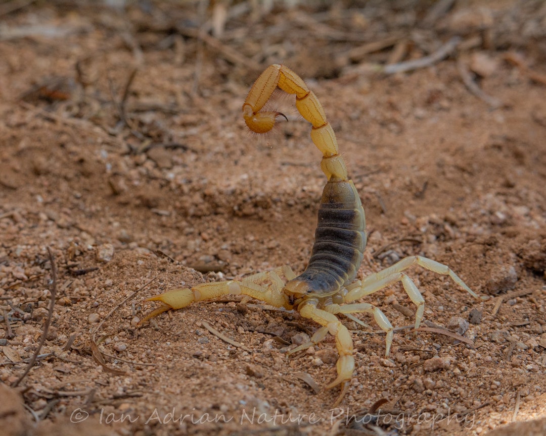 Desert Hairy Scorpion Beige Arizona Photo Print DIGITAL DOWNLOAD ...