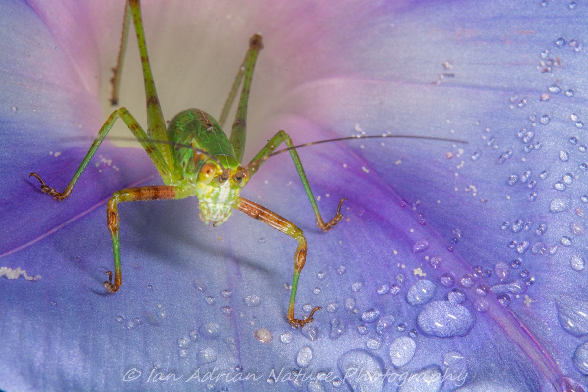 Green Grasshopper Flying