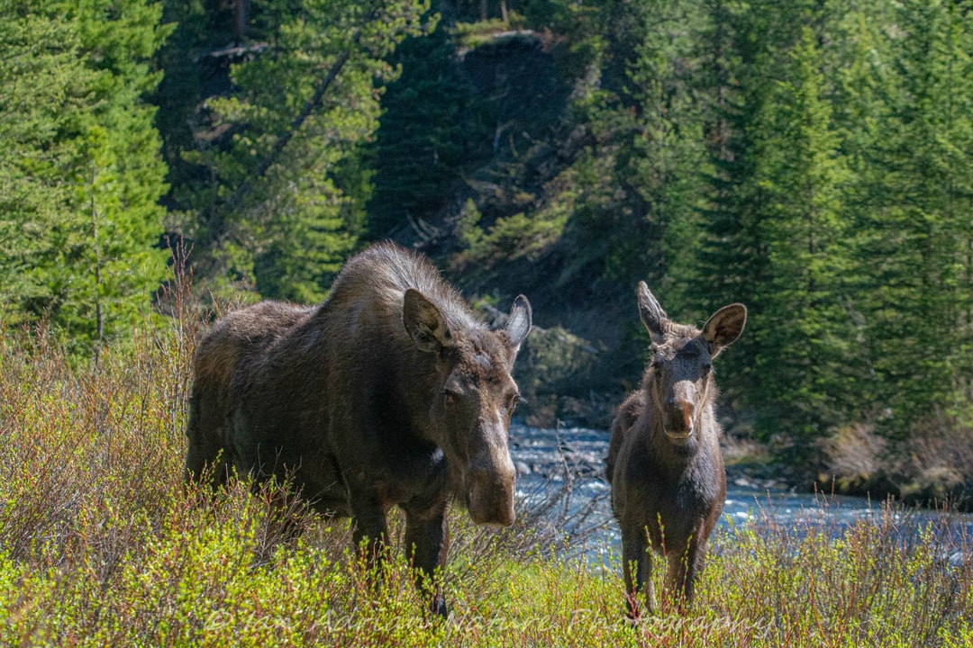 Mama Moose and Baby 3 Sweet Photo Print DOWNLOADS Yellow Brown - Etsy