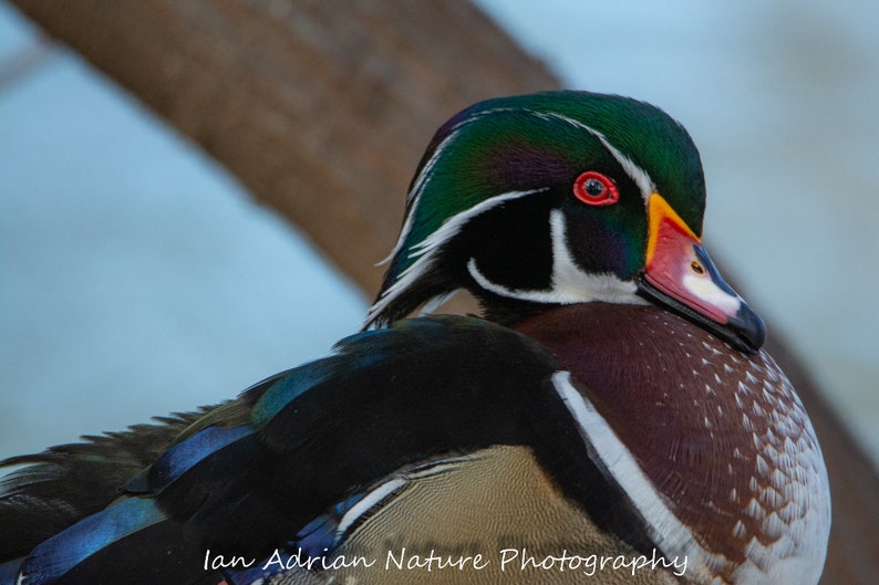 Beautiful Wood Duck Photo Print Digital Download Bird Waterfowl Animal ...