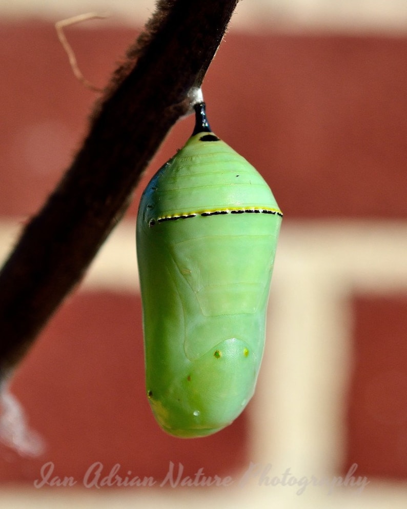 Monarch Butterfly Insect Chrysalis Pupa Life Cycle Digital File Art ...
