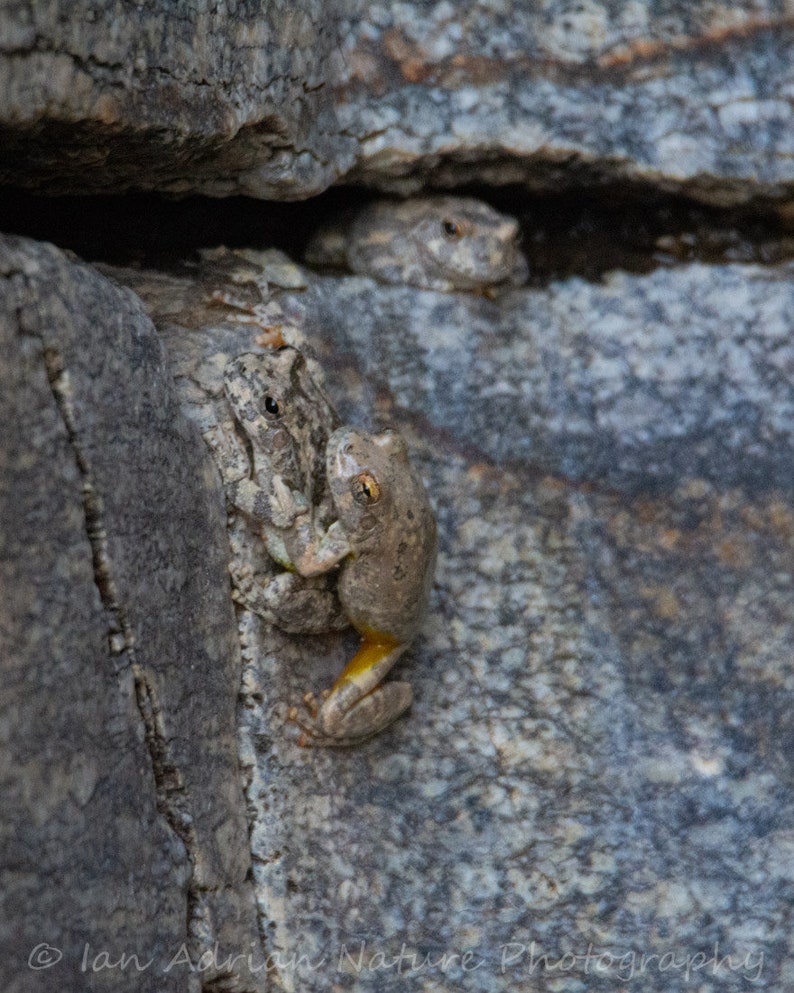 Canyon Treefrog Sonoran Desert Frogs PHOTO PRINT DOWNLOAD Amphibian ...