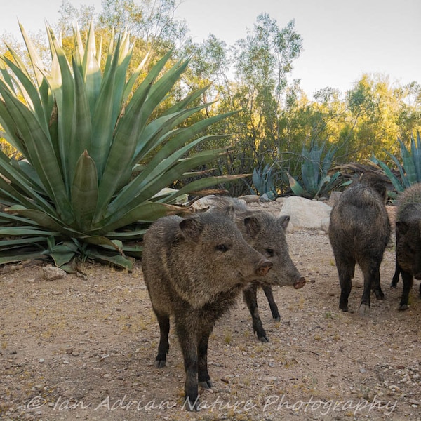 Tucson Art Animal - Etsy