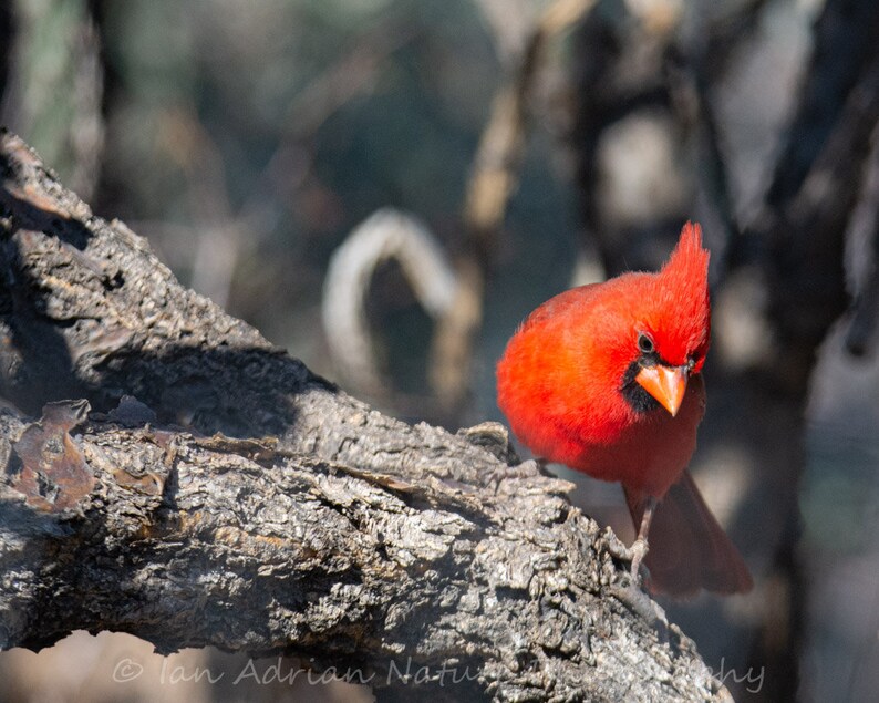 Arizona Cardinal 2 Images Female and Male Beautiful Red Birds Animal ...