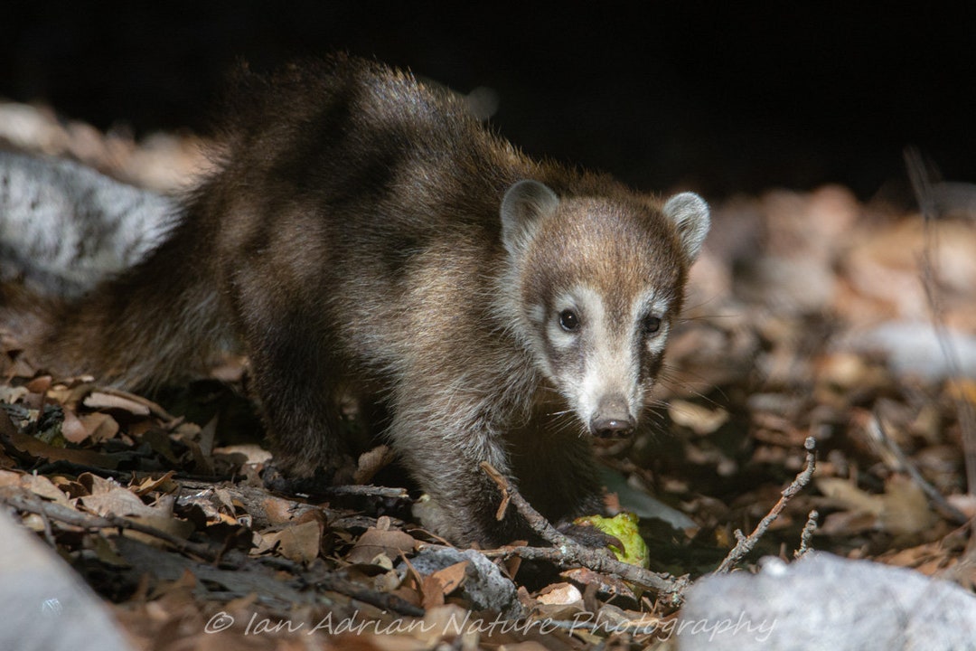 Cute Coati Adorable Animal Coatimundi Photo Print DIGITAL - Etsy France