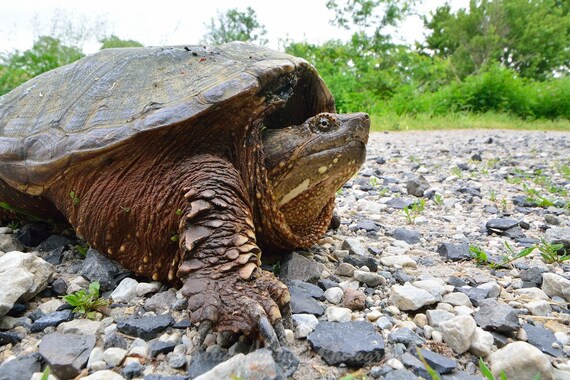 Snapping Turtle Profile DIGITAL DOWNLOAD Art Photo Perspective - Etsy