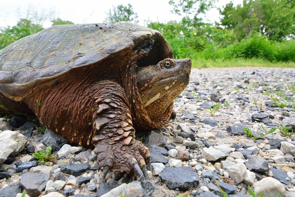 Snapping Turtle Profile DIGITAL DOWNLOAD Art Photo Perspective Nature ...