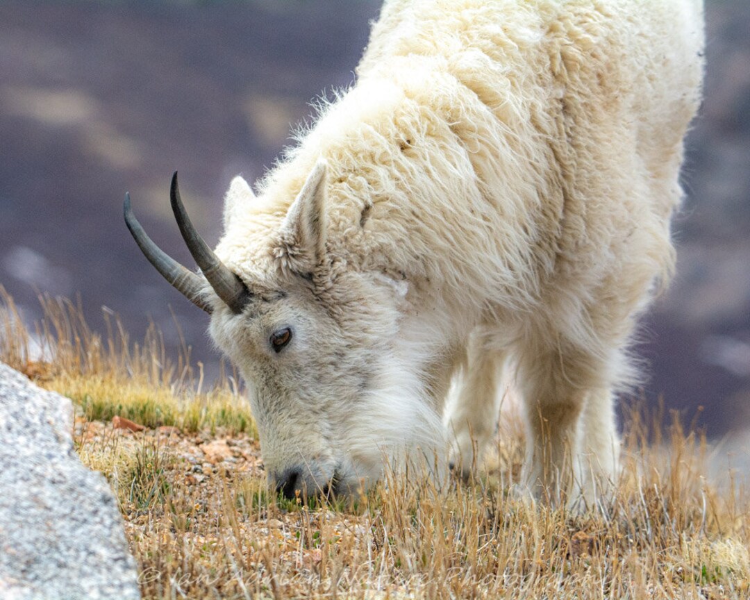 Mountain Goat Portrait White Animal Wildlife Photo Print DIGITAL ...