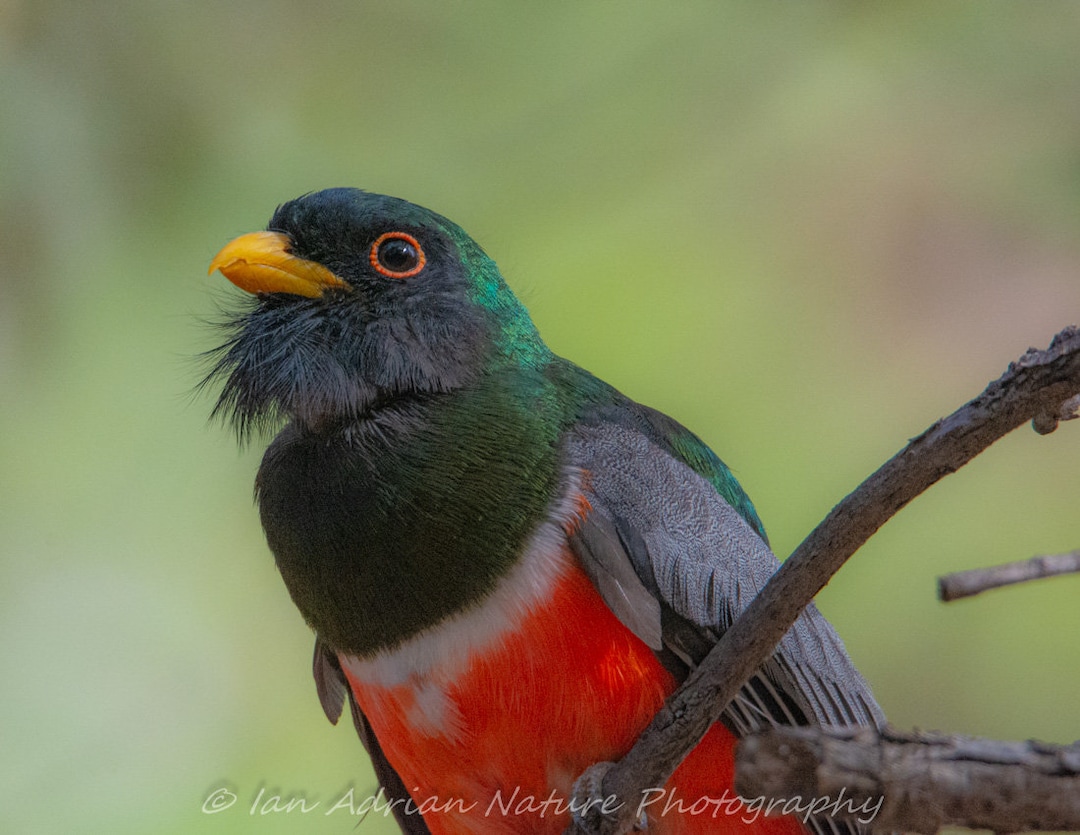 Elegant Trogon Rare Bird 3 Photos Collection DIGITAL DOWNLOAD Green Red ...