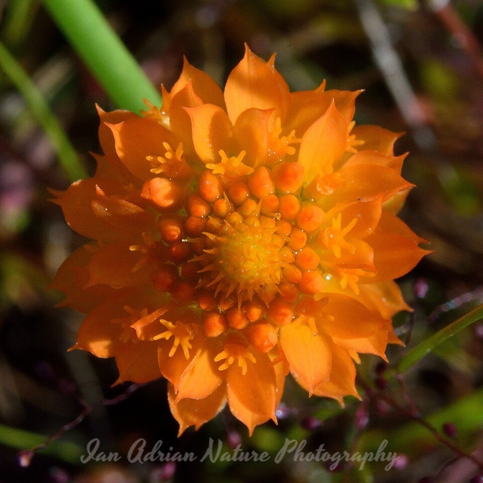 Okefenokee Swamp Plants