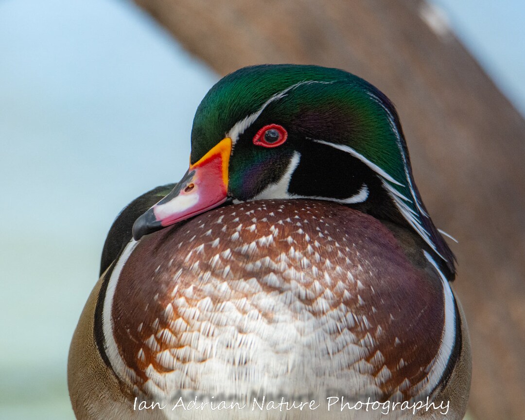 Beautiful Wood Duck Photo Print Digital Download Bird Waterfowl Animal ...
