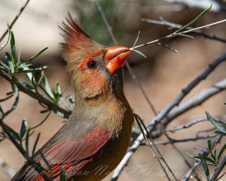 Arizona Cardinal 2 Images Female and Male Beautiful Red Birds Animal ...