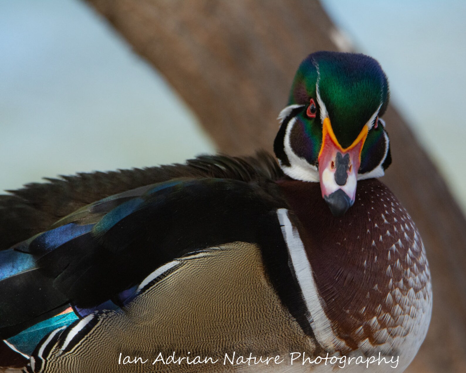Beautiful Wood Duck Photo Print Digital Download Bird Waterfowl Animal ...