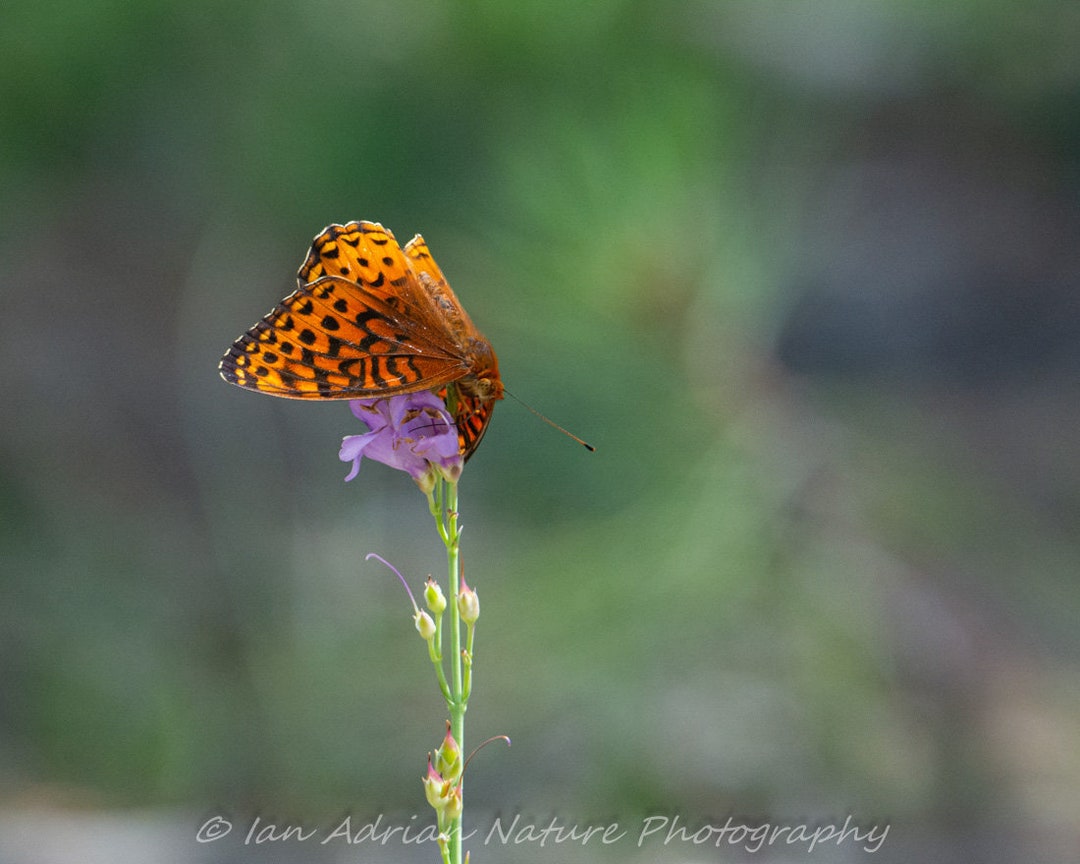 Stunning Atlantis Fritillary Orange Butterfly 2 Images PHOTO PRINT ...
