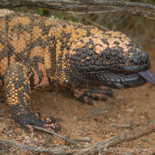 Gila Monster - Etsy