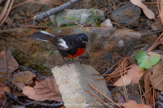 Painted Redstart