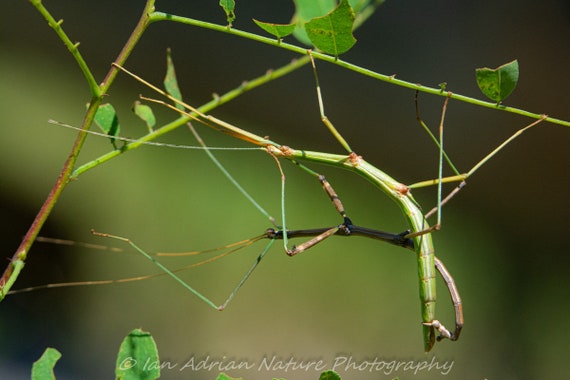 Walking Stick Insect Camouflage