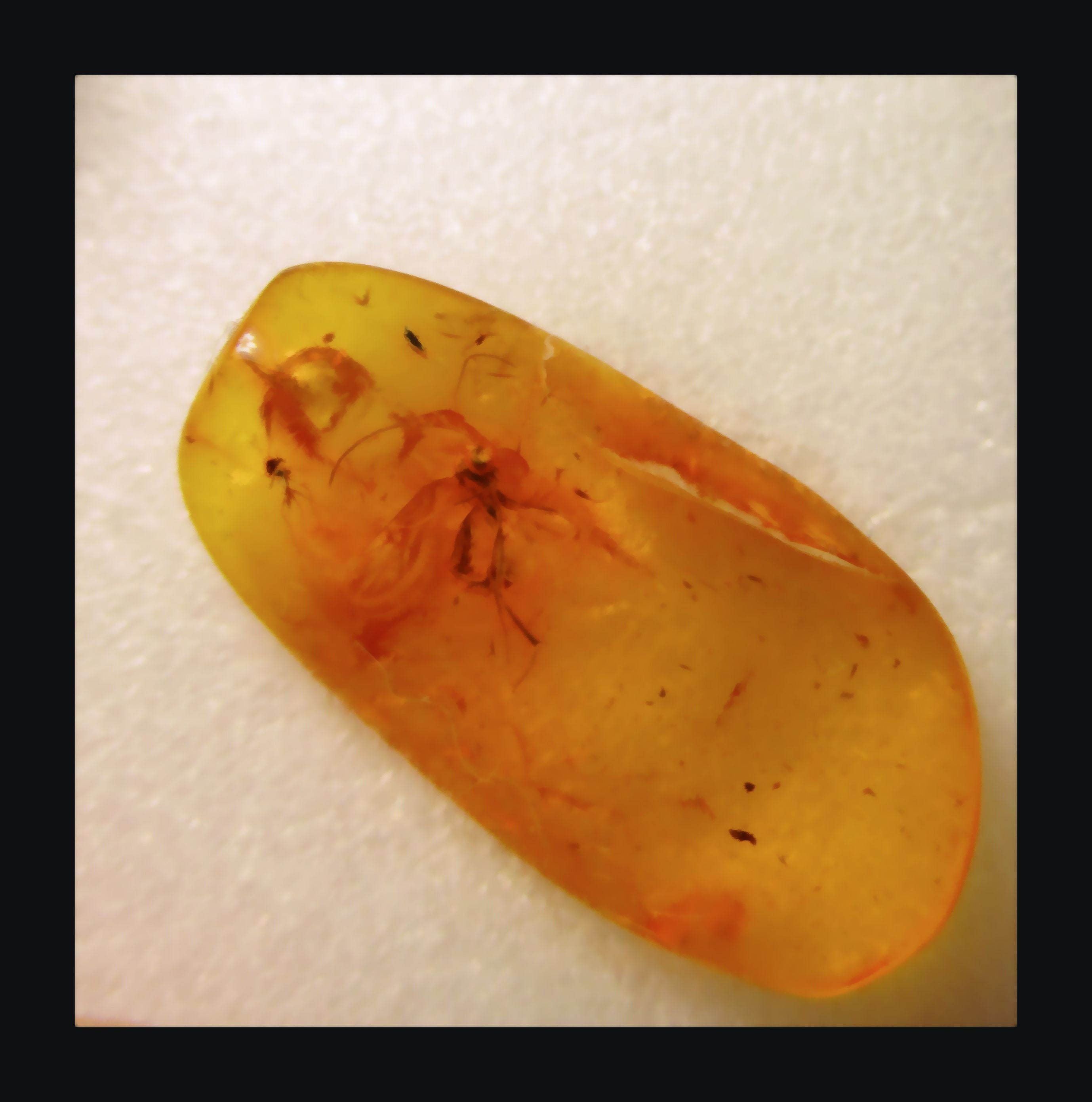 PREHISTORIC INSECT in AMBER Genuine Baltic Amber Natural & - Etsy