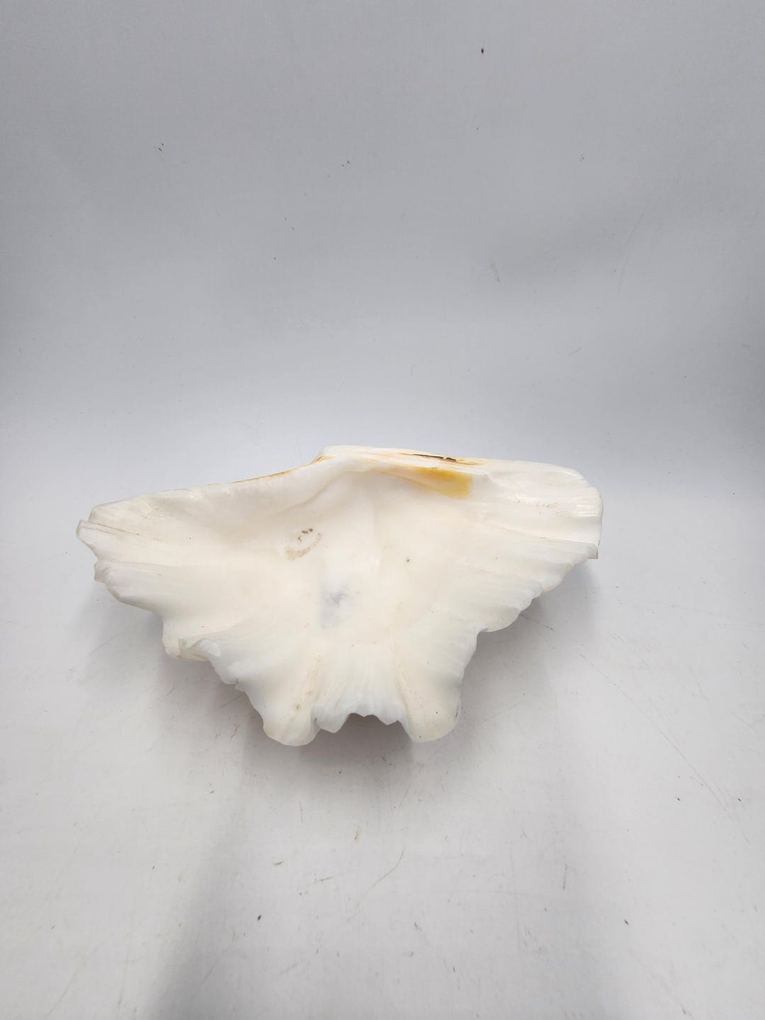 Bear Paw Clam Half Shell 7" Wide X 4.5 Deep X 2 Inch High - Etsy