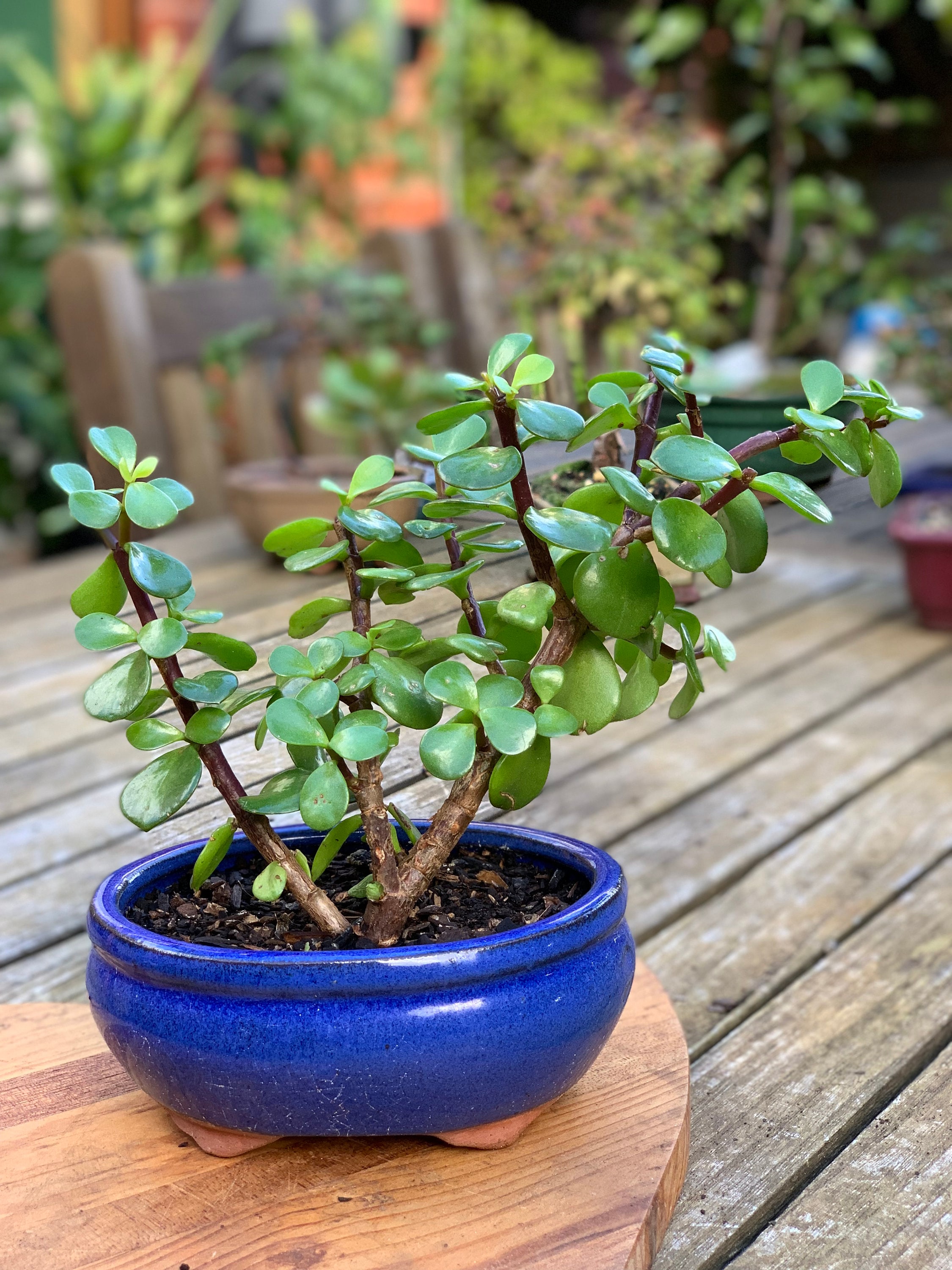 Dwarf Jade Elephant Bush. portulacaria Afra - Etsy Australia