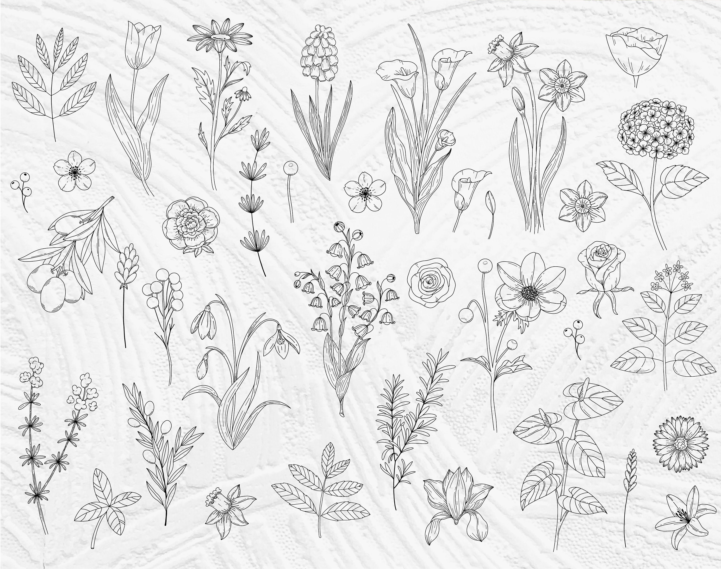 65 Floral Line Art Elements, Flowers SVG, Botanical Cliparts, Leaves ...