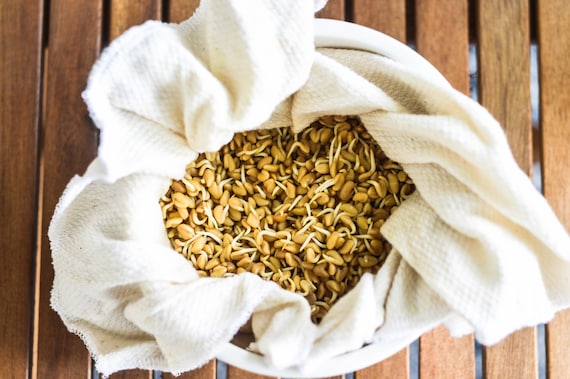 Organic Cotton Sprouting Cloth Homestead Sprout Seeds Nut - Etsy