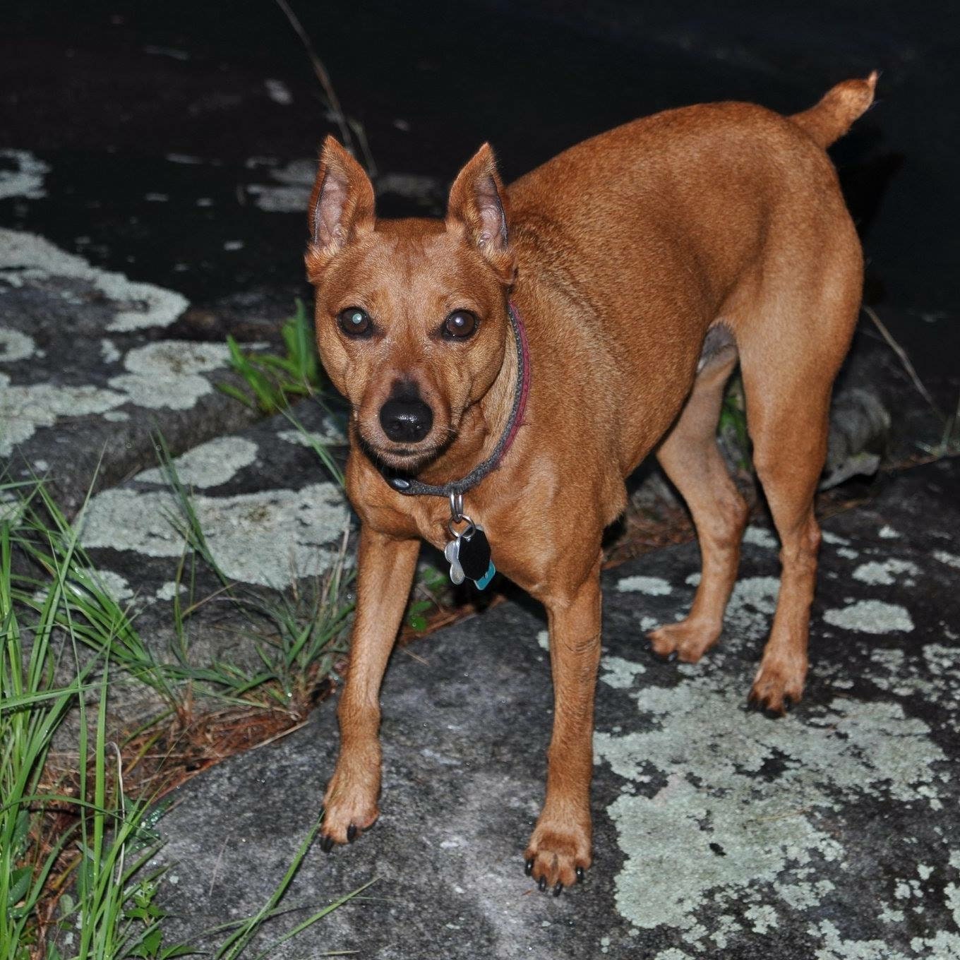 Frodo - Custom Dog Portrait - Etsy