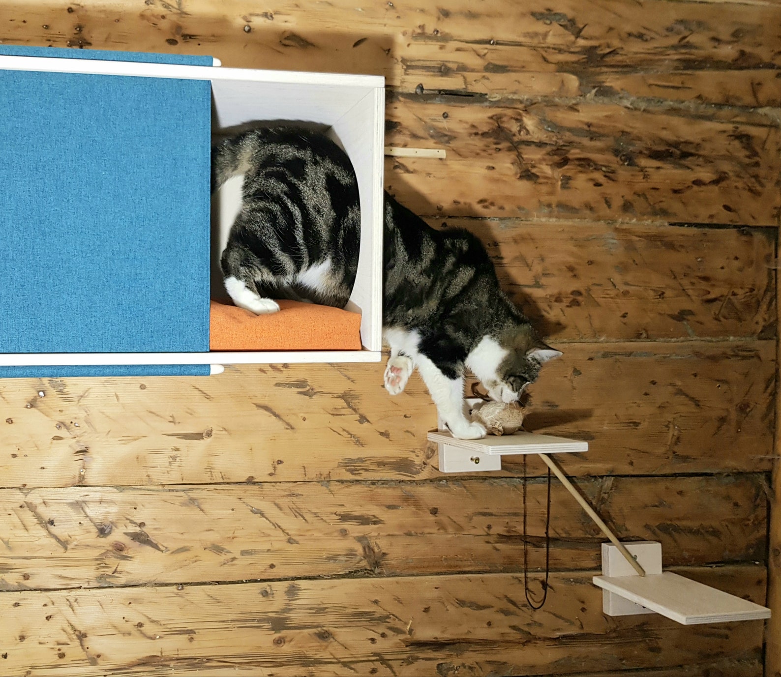 Wall Mounted Cat Perch With Steps and Cushion/ Cat Wall Bed/ | Etsy