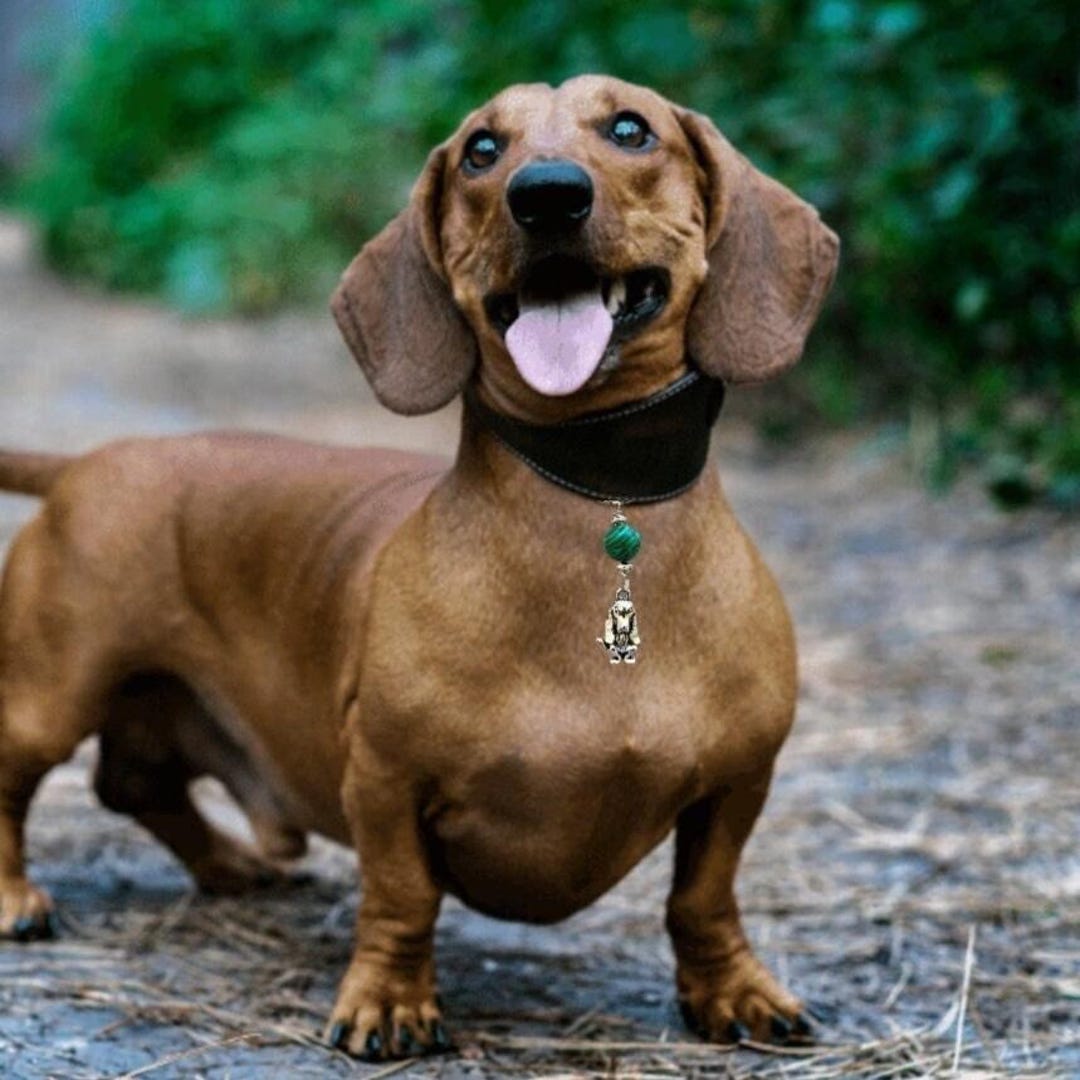 Dachshund Pet Char With Different Gemstone, Collar Tag for Pet ...