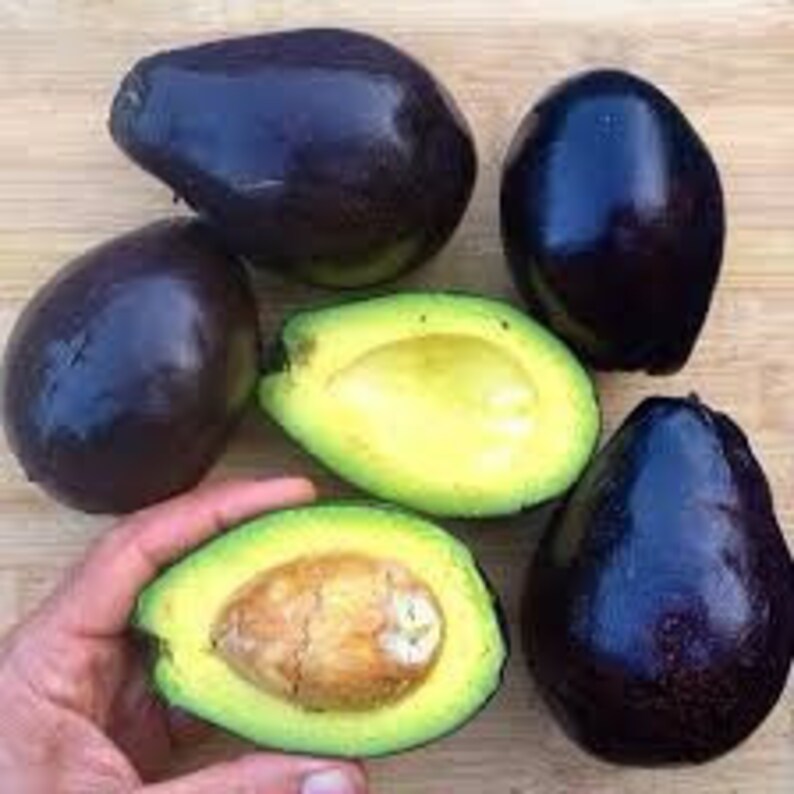 Grafted Joey Avocado trees Fast Growing | Etsy