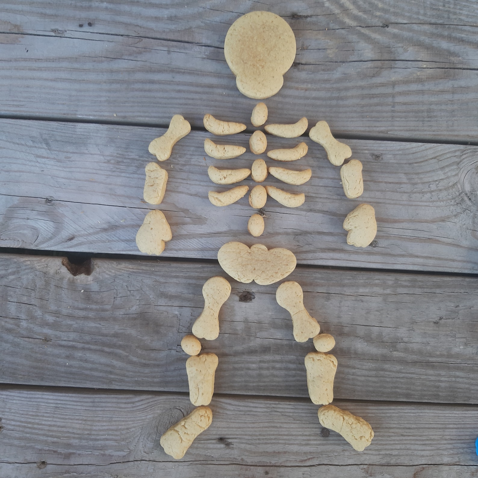 Anatomy Cookie Cutter Skeleton Cookie Cutter Skeleton Cookie - Etsy